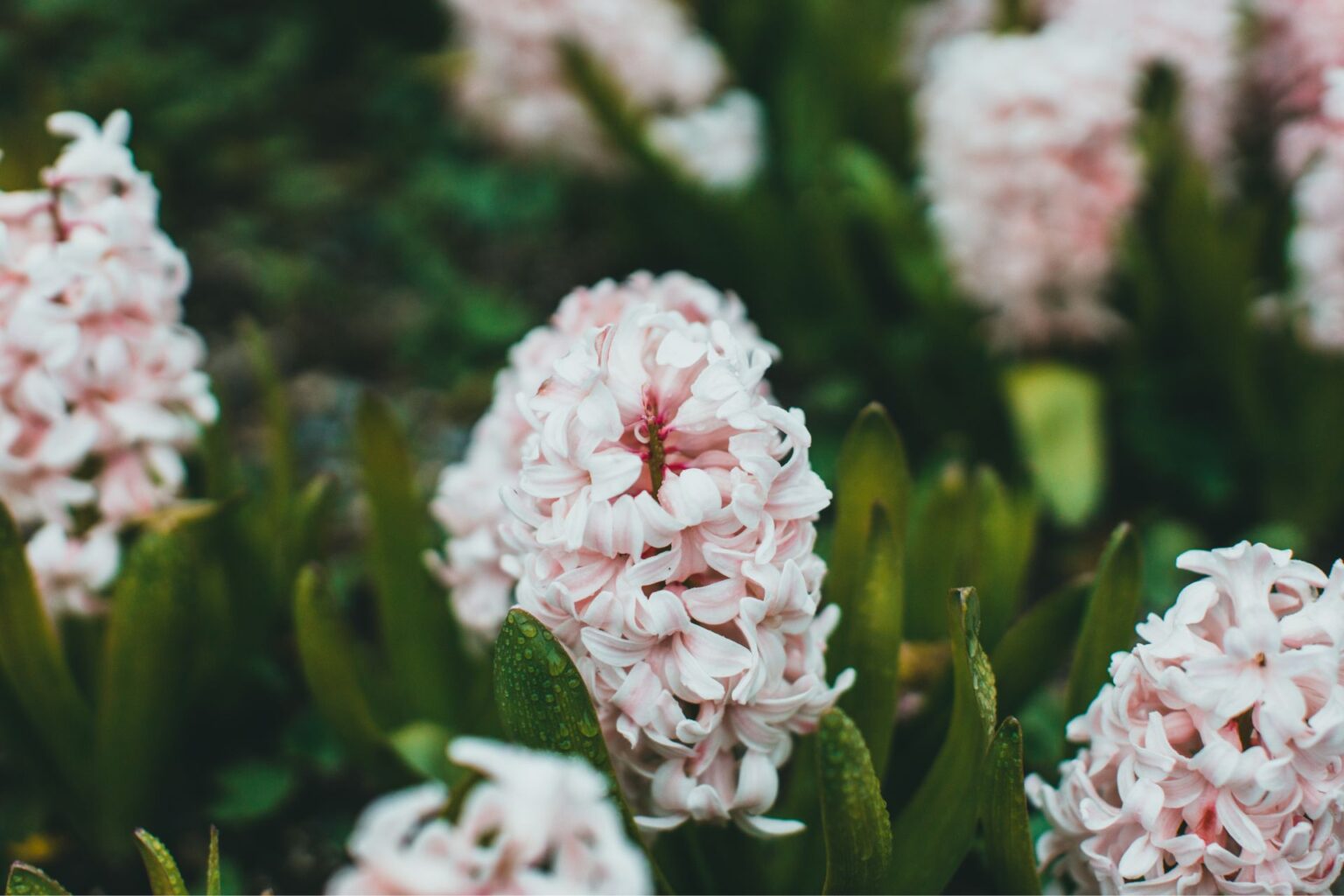 Ý Nghĩa Của Hoa Hyacinth | Hoa Thanh Nhã