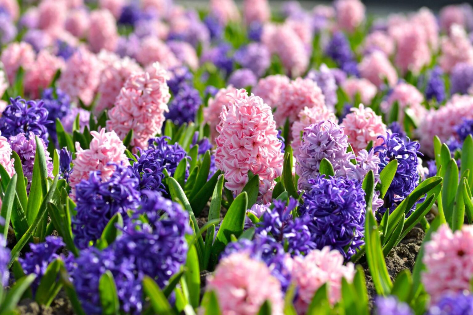 Ý Nghĩa Của Hoa Hyacinth | Hoa Thanh Nhã