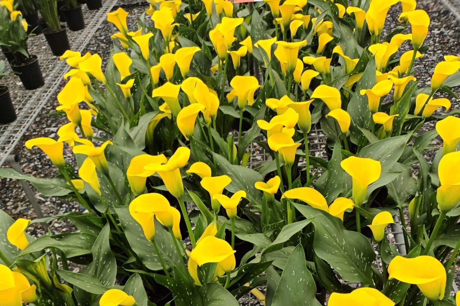 Ý Nghĩa Của Hoa Calla Lily | Hoa Thanh Nhã