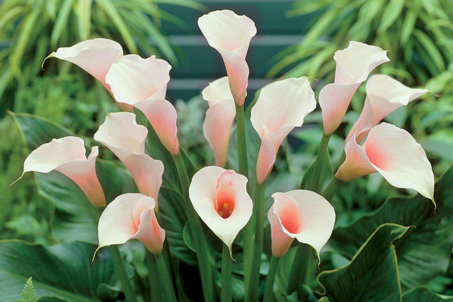 Ý Nghĩa Của Hoa Calla Lily | Hoa Thanh Nhã